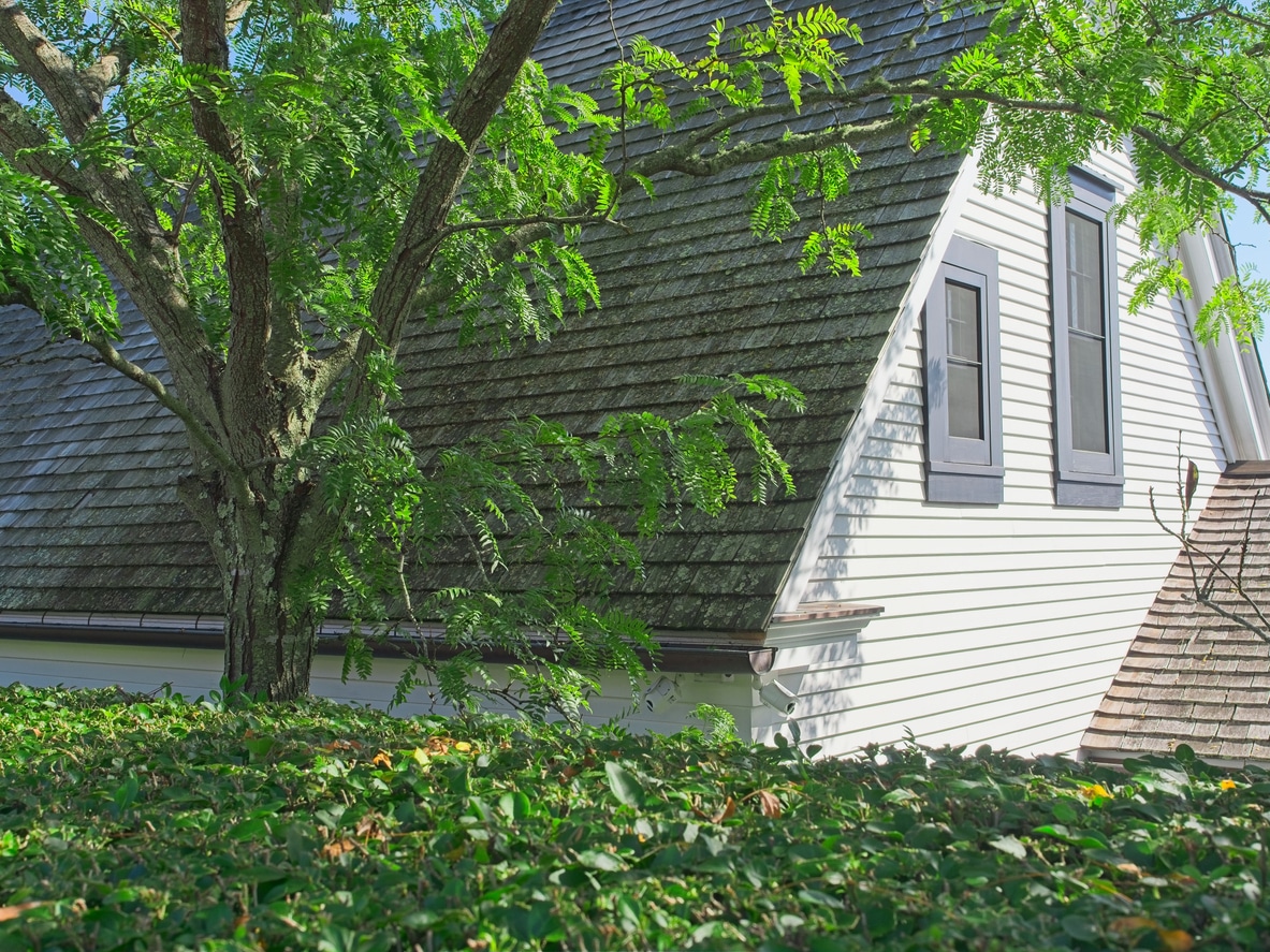 How Tree Limbs Can Damage Roof & Siding - Signature Exteriors